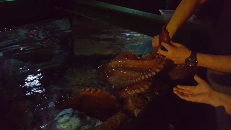 Fun Facts About Hank the Octopus from Finding Dory! #FindingDoryEvent ...