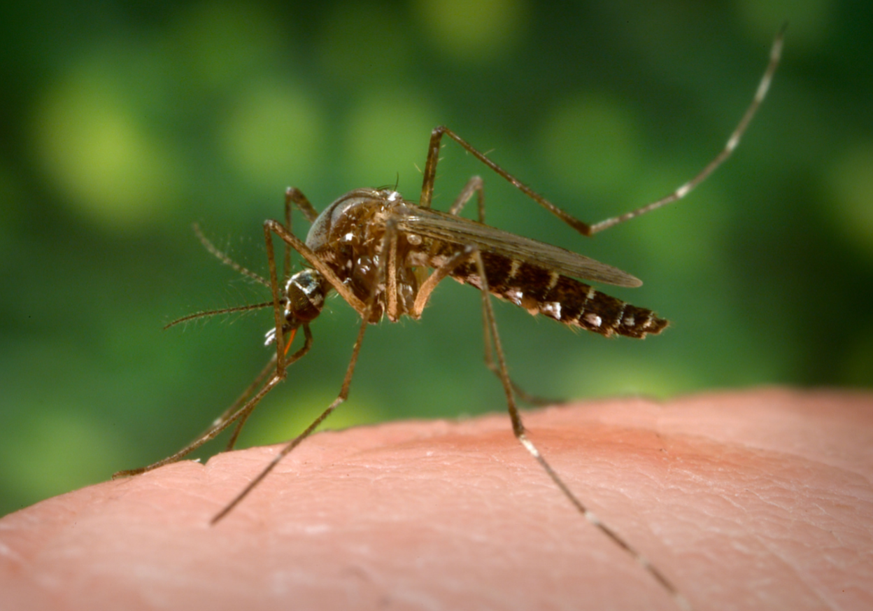 How to Protect Your Children From Getting Bitten By a Mosquito ...