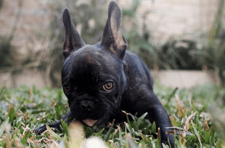 From Puppy to Pal: The Joyful Journey of Raising a Frenchton - Bragging ...
