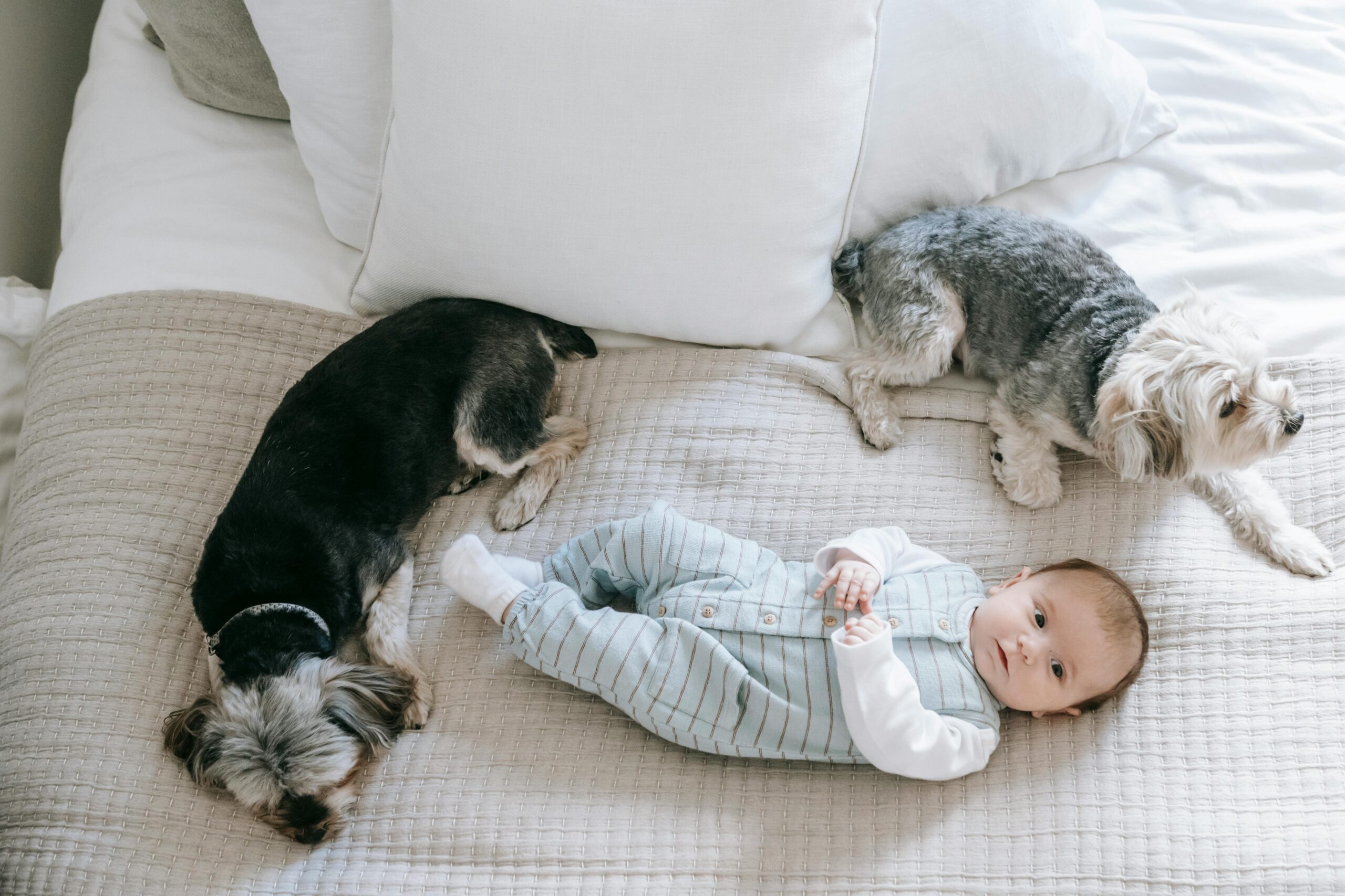 What to Know While Expecting a Baby When You Have Multiple Dogs ...