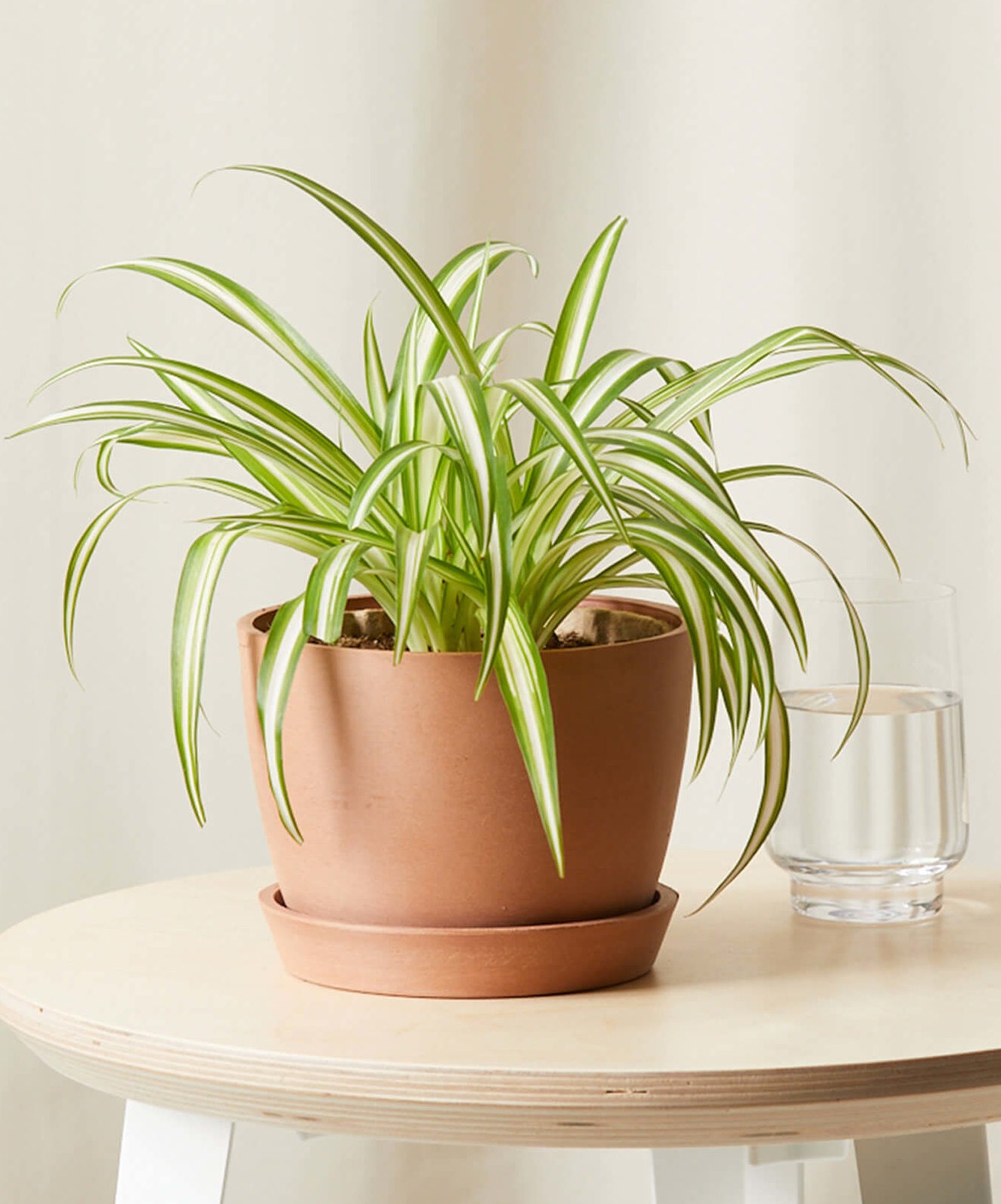 The Best Houseplants for Someone with Allergies - Bragging Mommy