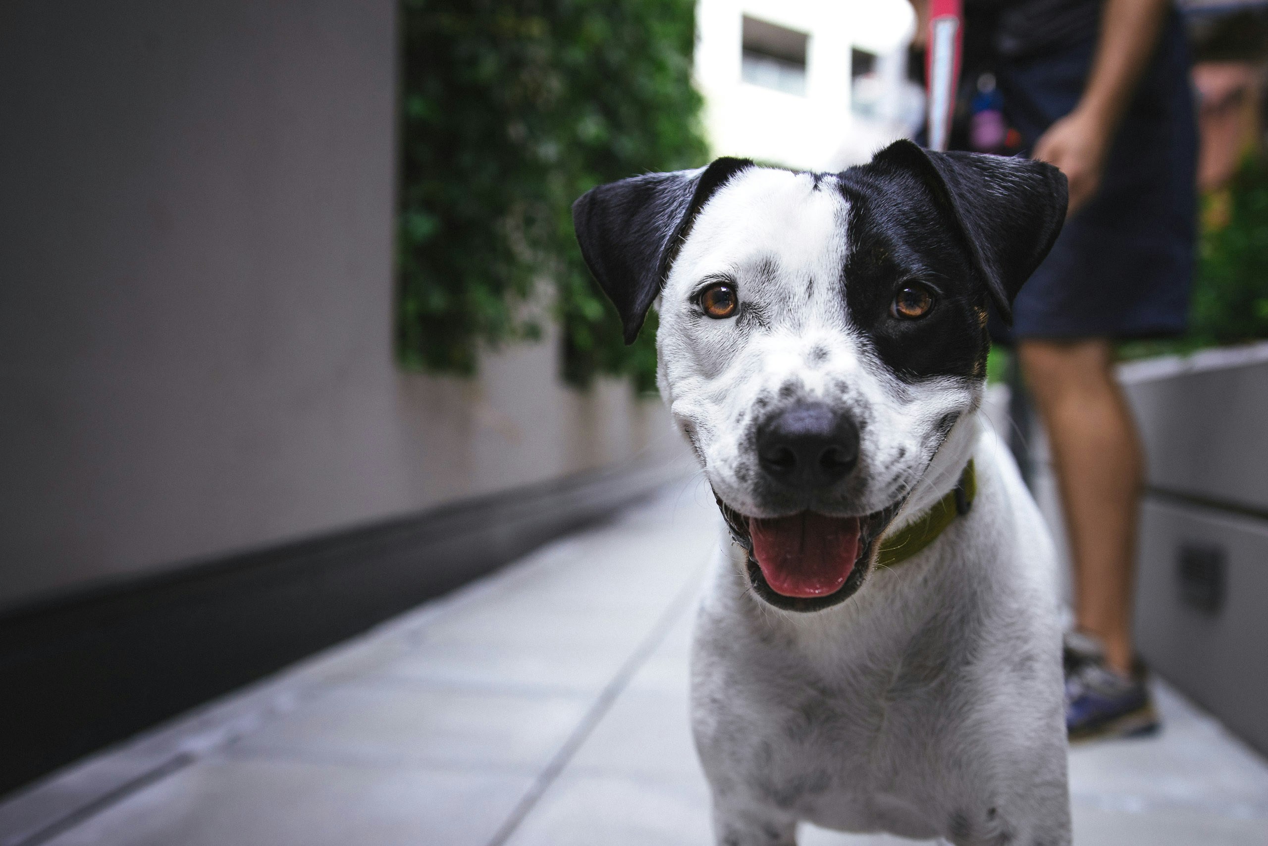 4 Practical Tips to Care for Your Dog & Keep Them Healthy - Bragging Mommy